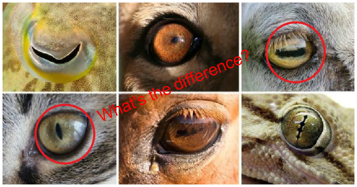 Do You Know The Significance Of Horizontal And Vertically Slit Pupils Do You Know The Significance Of Horizontal And Vertically Slit Pupils